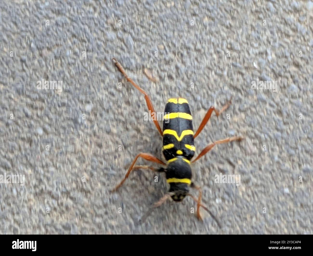 Wasp Beetle (Clytus arietis) Insecta Stock Photo - Alamy