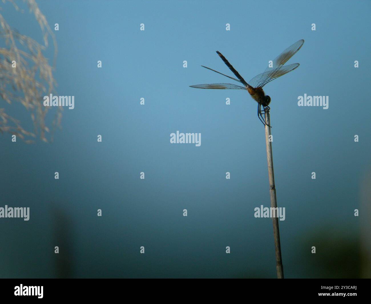 Four-spotted Pennant (Brachymesia gravida) Insecta Stock Photo - Alamy