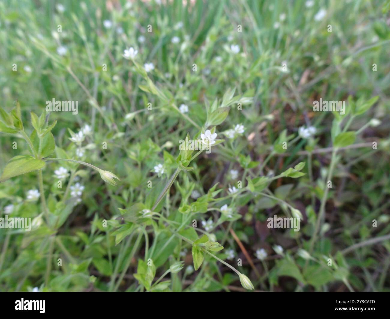 Three-nerved Sandwort (Moehringia trinervia) Plantae Stock Photo - Alamy