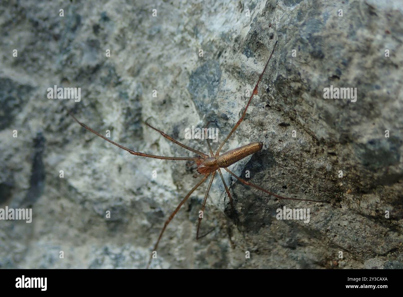 Stretch Spiders (Tetragnatha) Arachnida Stock Photo - Alamy