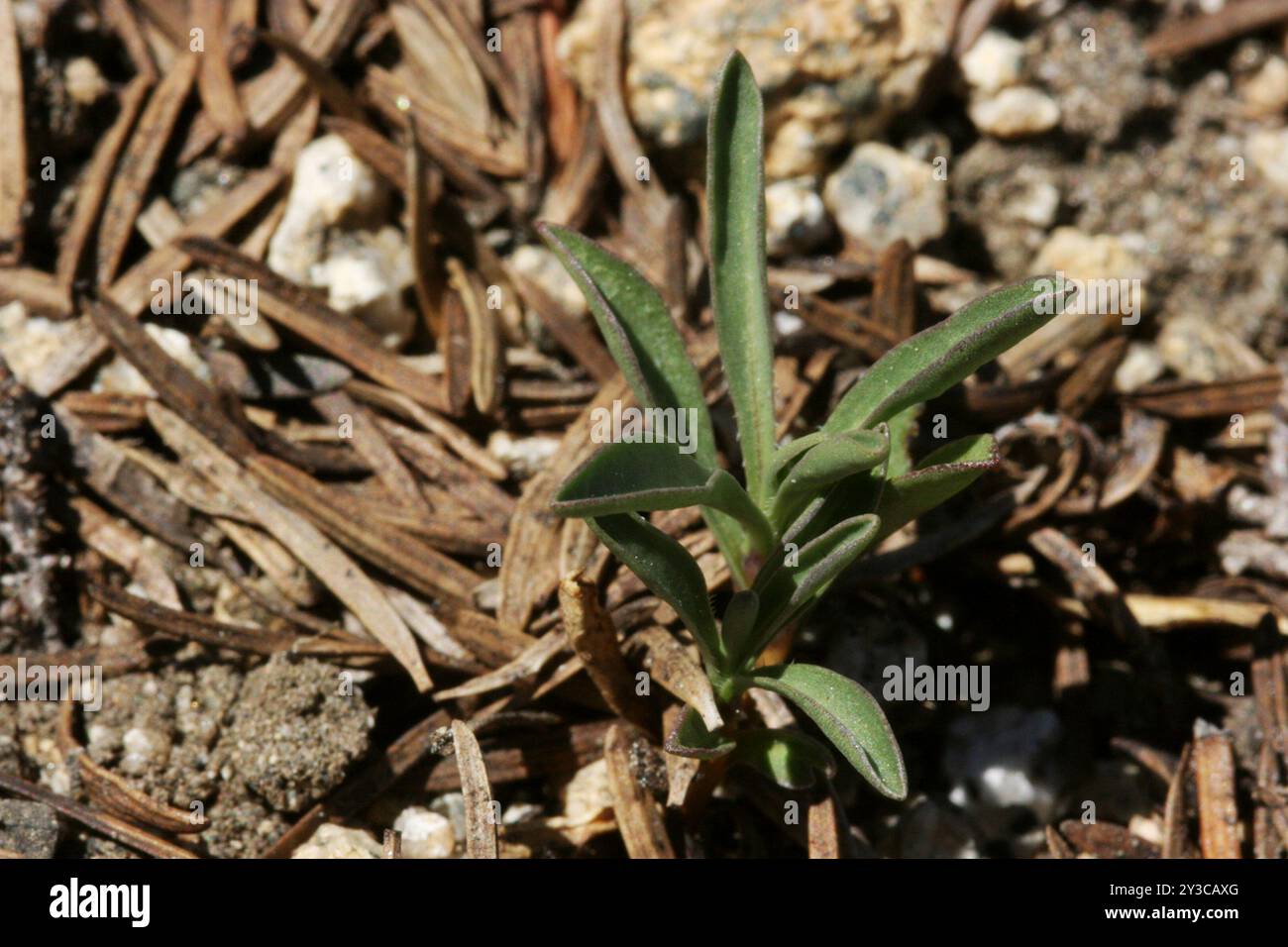 Howell's rockcress (Boechera howellii) Plantae Stock Photo - Alamy