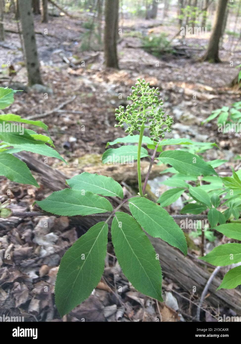 Eastern Red Elder (Sambucus racemosa pubens) Plantae Stock Photo - Alamy
