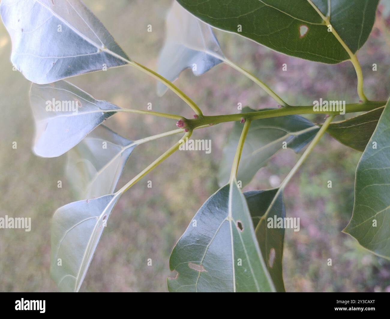 Camphor Tree (Cinnamomum camphora) Plantae Stock Photo - Alamy