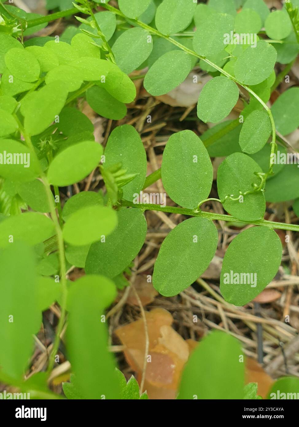 Wood Vetch (Vicia sylvatica) Plantae Stock Photo - Alamy
