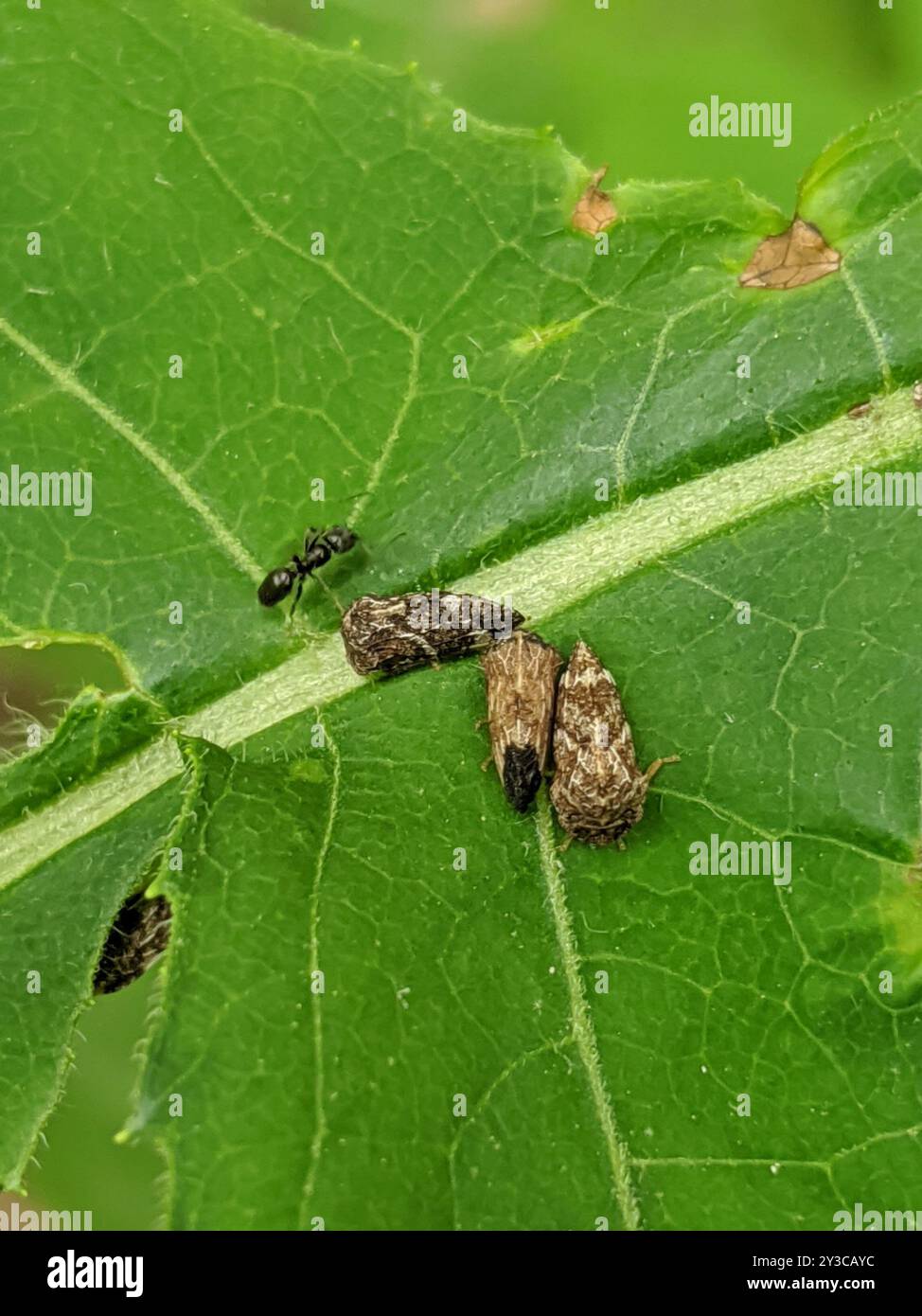 Aster Treehopper (Publilia concava) Insecta Stock Photo - Alamy