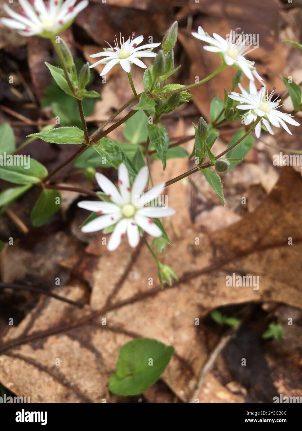 star chickweed (Stellaria pubera) Plantae Stock Photo - Alamy