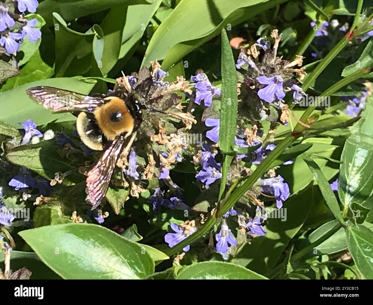 Eastern Carpenter Bee (Xylocopa virginica) Insecta Stock Photo - Alamy