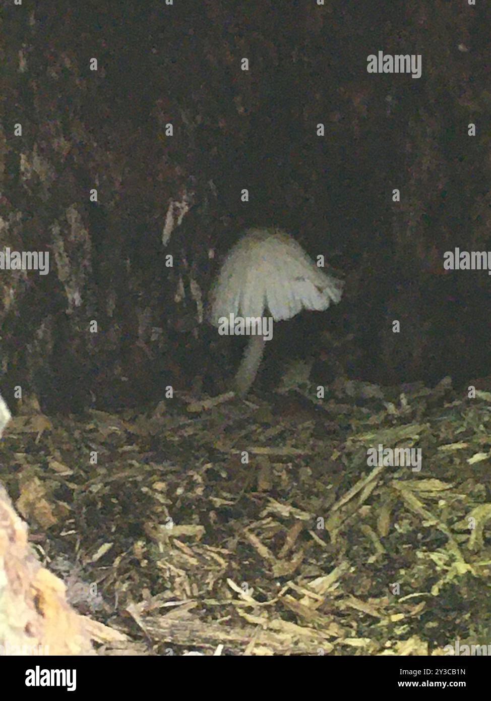 Common Ink Cap (Coprinopsis atramentaria) Fungi Stock Photo - Alamy