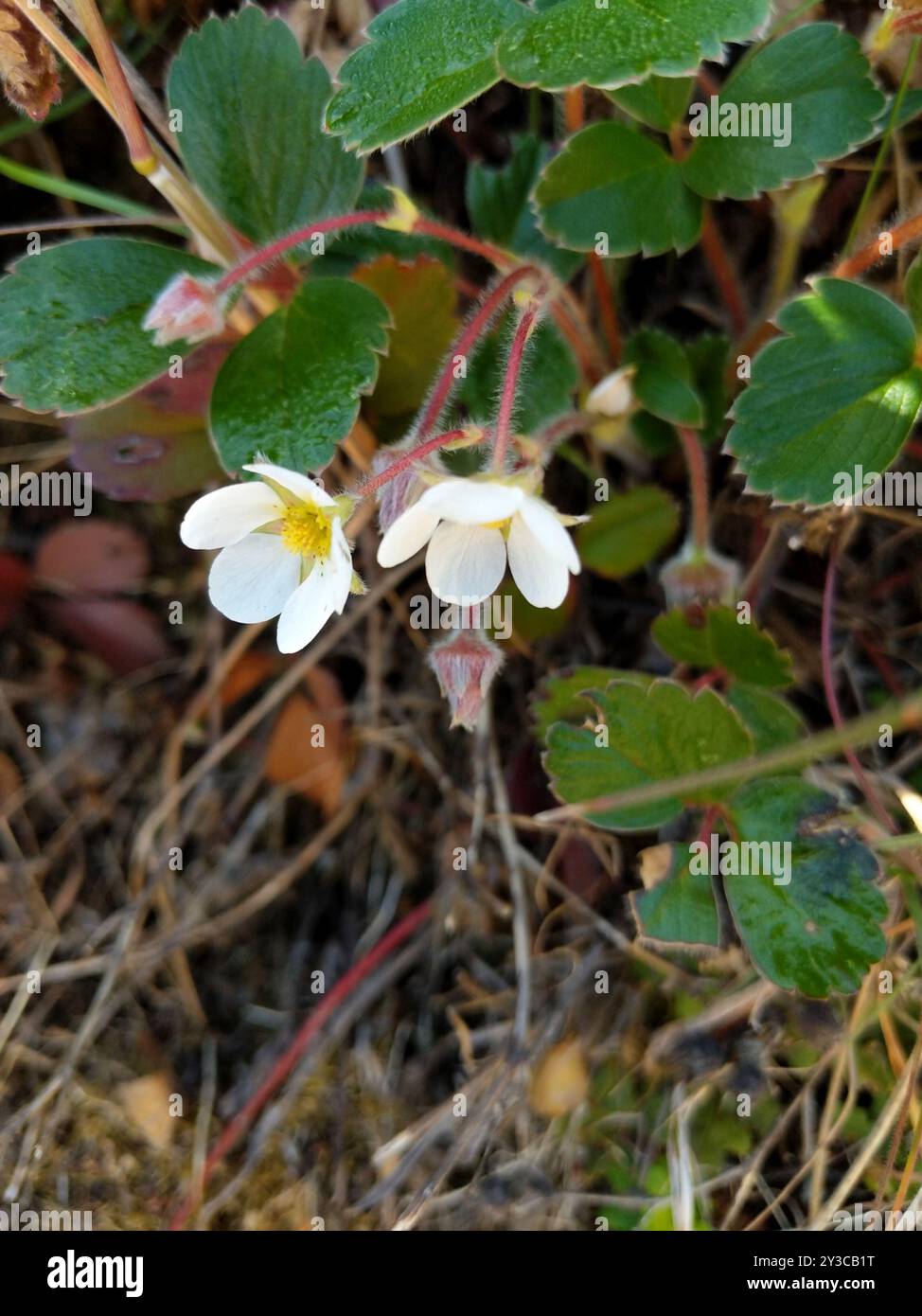 beach strawberry (Fragaria chiloensis) Plantae Stock Photo - Alamy