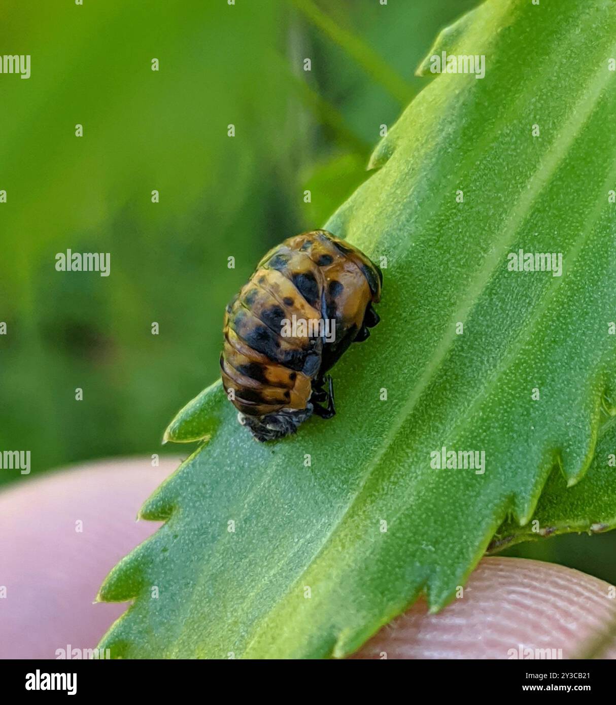 Black-spotted Lady Beetles (Coccinellini) Insecta Stock Photo - Alamy