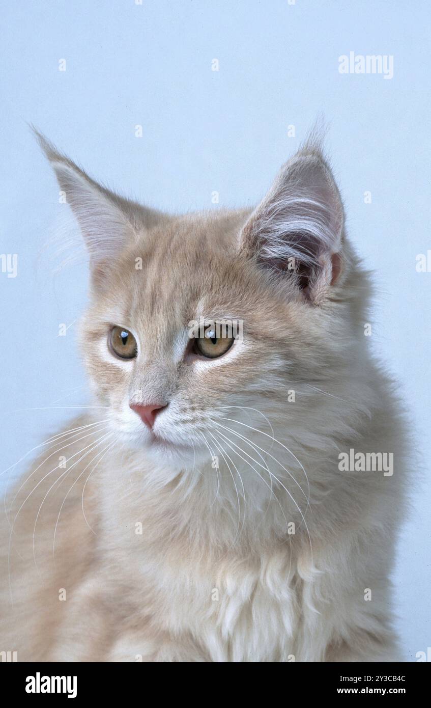 Main-Coone cat cream-classic-tabby 16 weeks old Stock Photo - Alamy