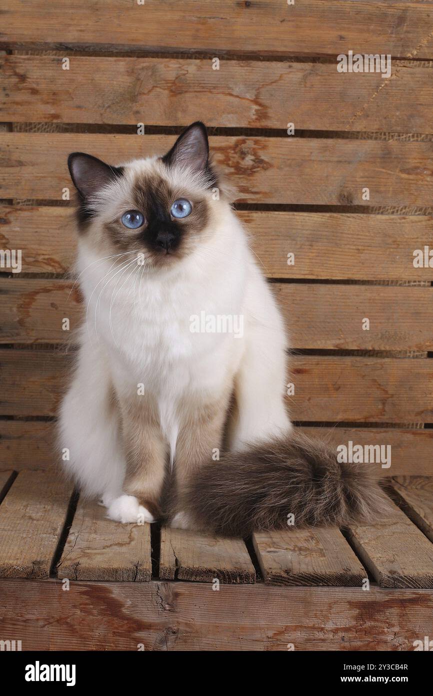 SACRED CAT OF BIRMA, SACRED CAT OF BIRMA, BIRMAN CAT, ADULT, SEAL-POINT ...