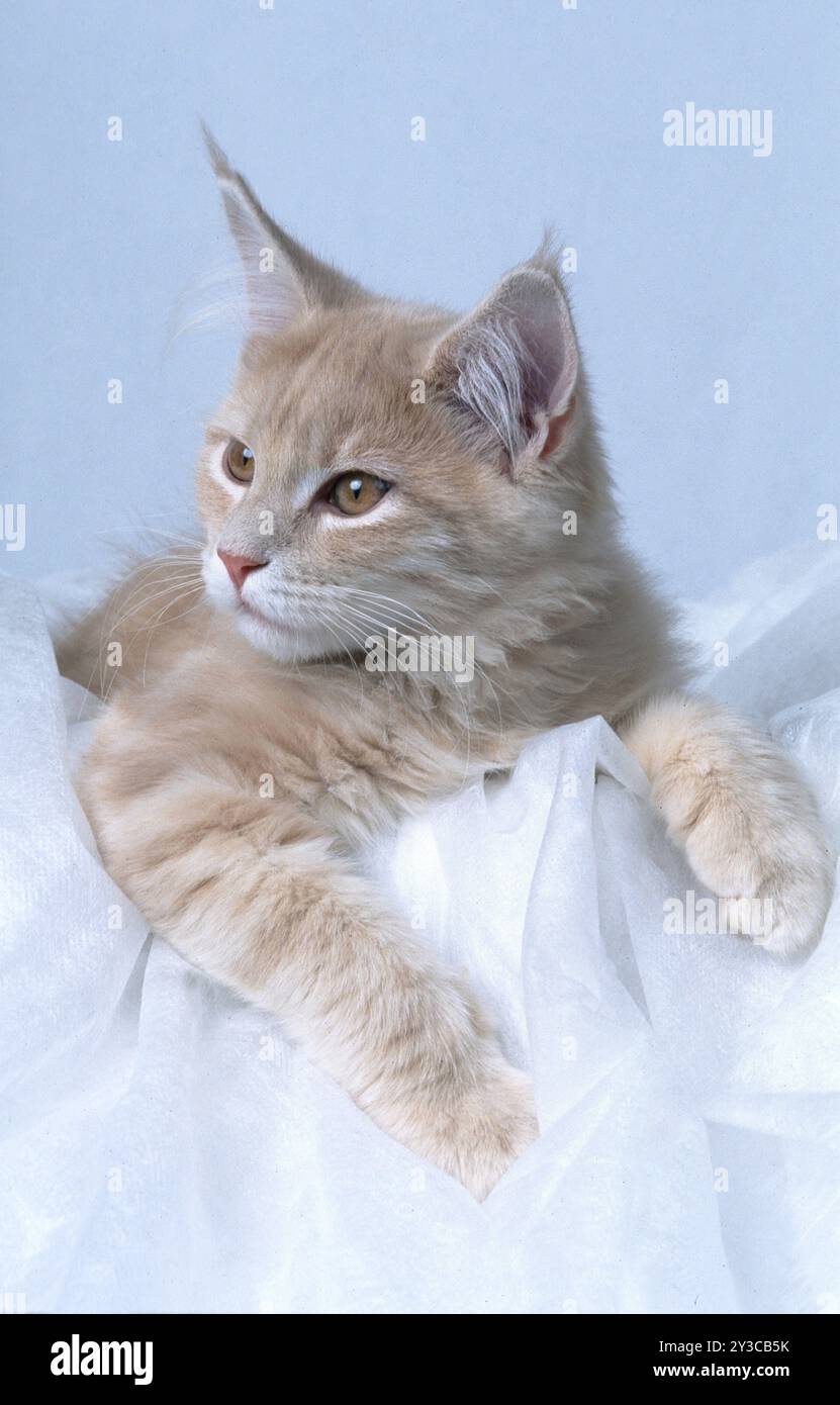 Cream tabby classic hi-res stock photography and images - Alamy