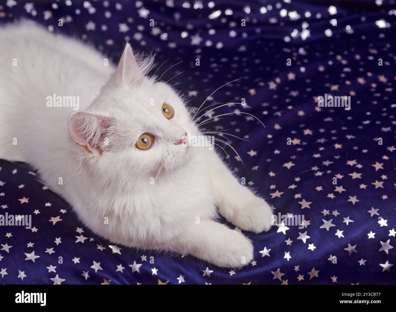Turkish Angora, white, white, female, six months old Stock Photo - Alamy