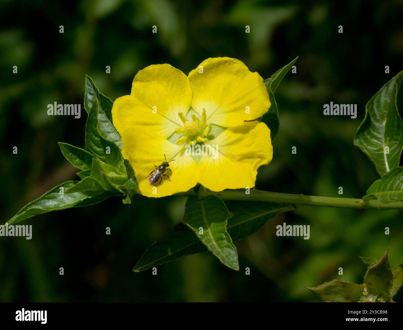 Peruvian primrose-willow (Ludwigia peruviana) Plantae Stock Photo - Alamy
