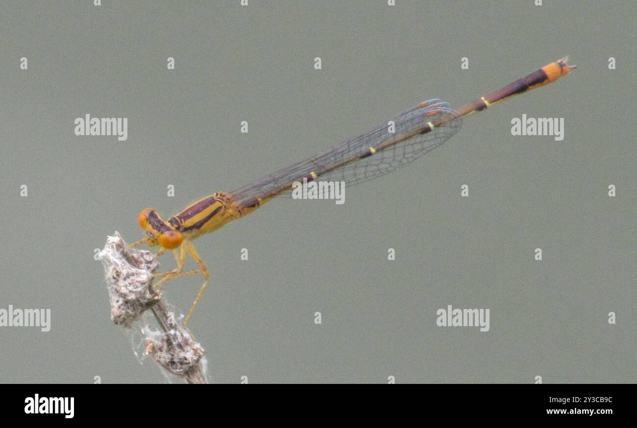 Orange Bluet (Enallagma signatum) Insecta Stock Photo - Alamy