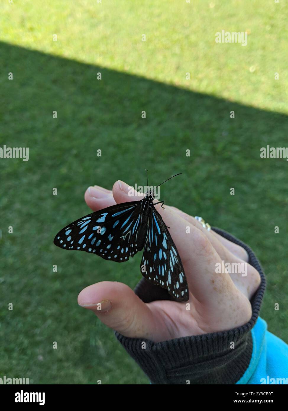 Blue Wanderer (Tirumala hamata) Insecta Stock Photo - Alamy