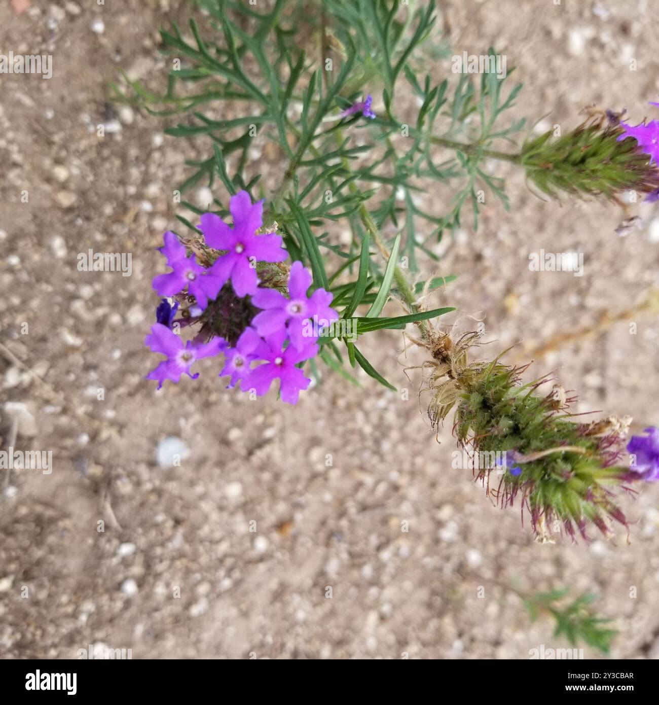 Dakota mock vervain (Glandularia bipinnatifida) Plantae Stock Photo - Alamy
