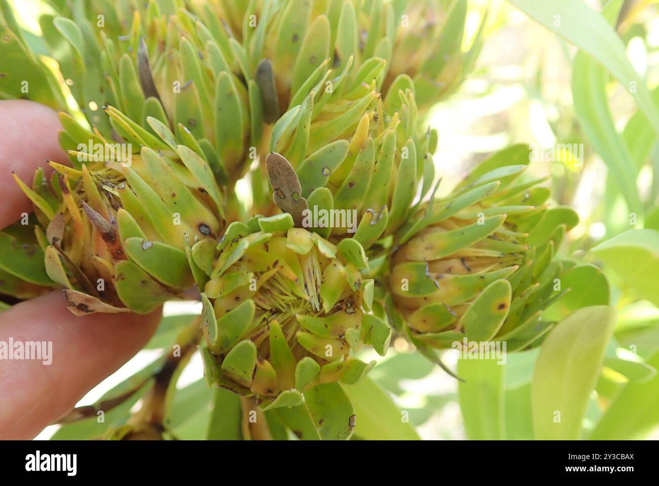 Broadleaf Featherbush (Aulax umbellata) Plantae Stock Photo - Alamy