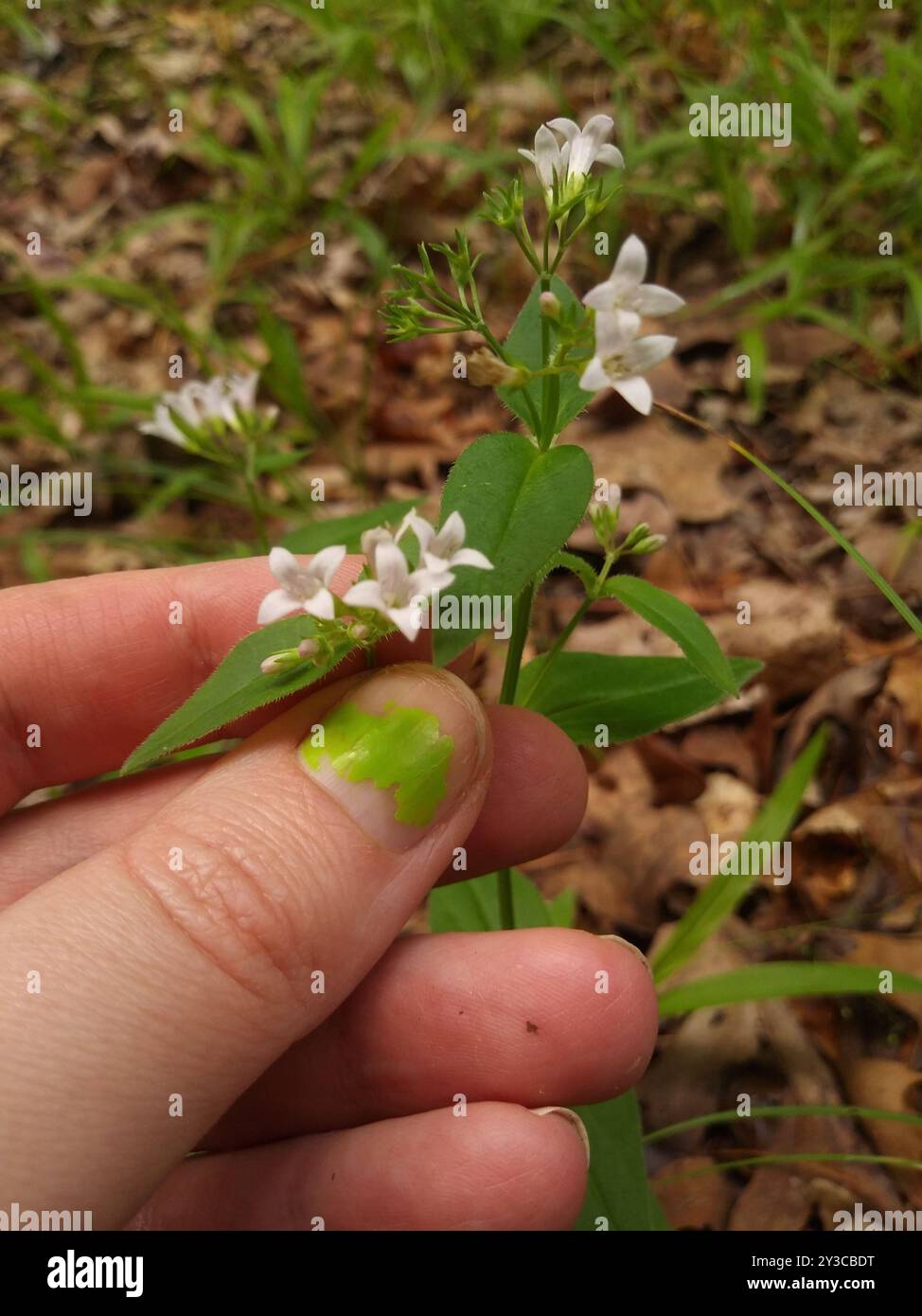 summer bluet (Houstonia purpurea) Plantae Stock Photo - Alamy