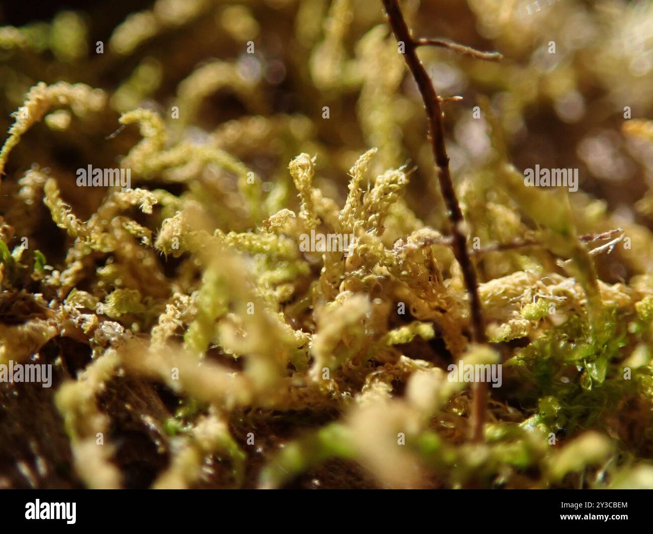 crispleaf roughmoss (Claopodium crispifolium) Plantae Stock Photo - Alamy