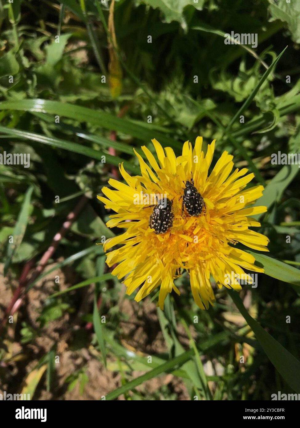 Mediterranean Spotted Chafer (Oxythyrea funesta) Insecta Stock Photo ...