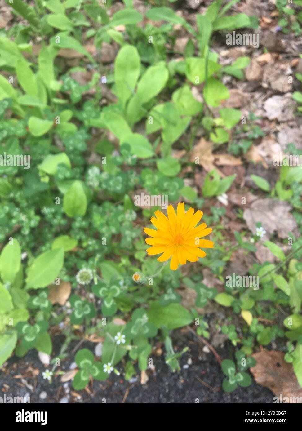 Two-flower Dwarf-dandelion (Krigia biflora) Plantae Stock Photo - Alamy
