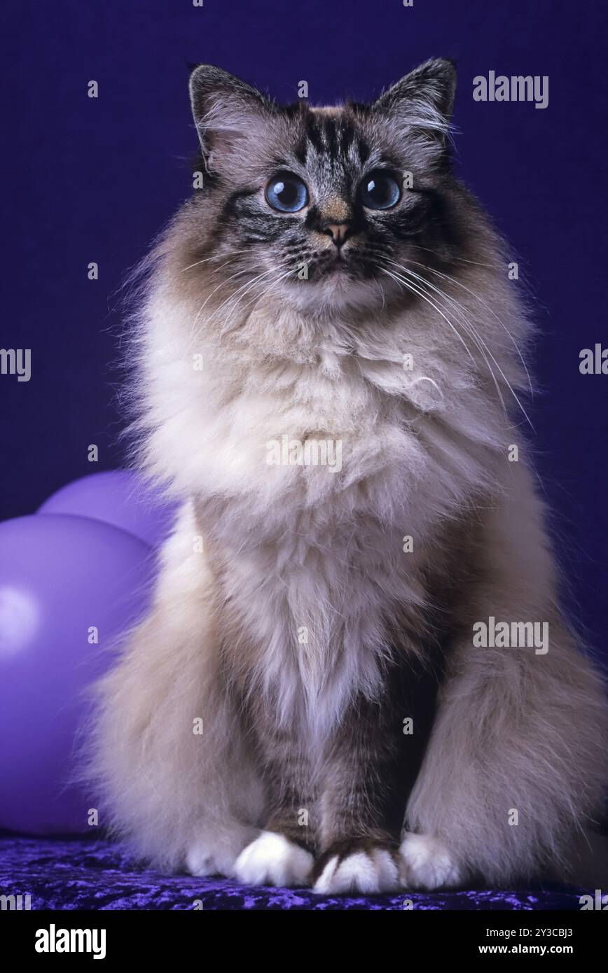 Holy Birman cat, female, 5 years, cat, soul-tabby-point Stock Photo - Alamy