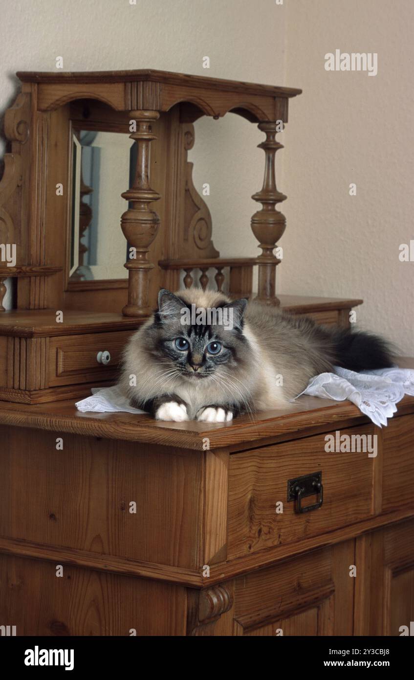 Holy Burma, 5 years Stock Photo - Alamy