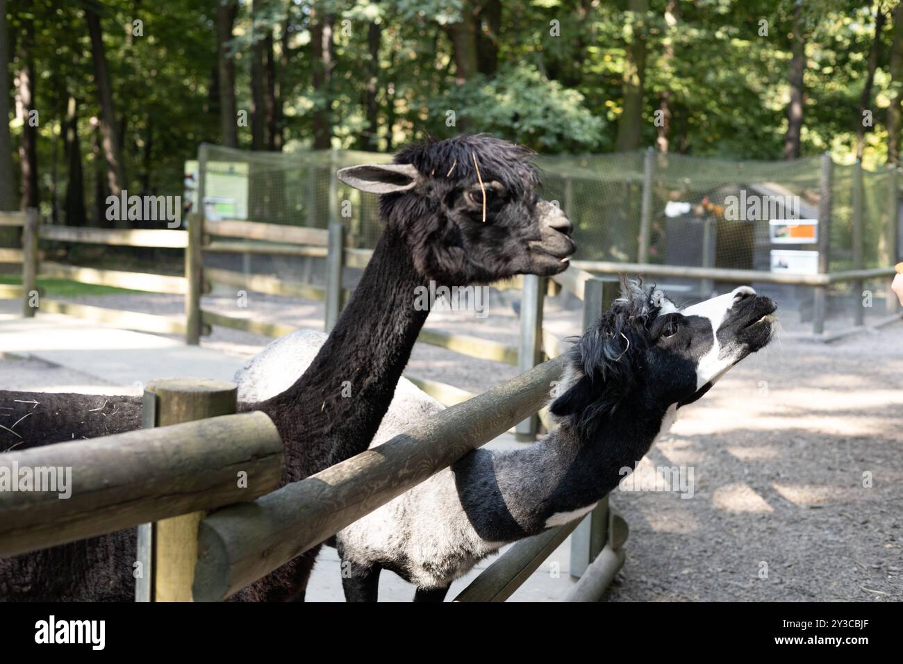 Two playful llamas interacting at a vibrant forested zoo in the ...