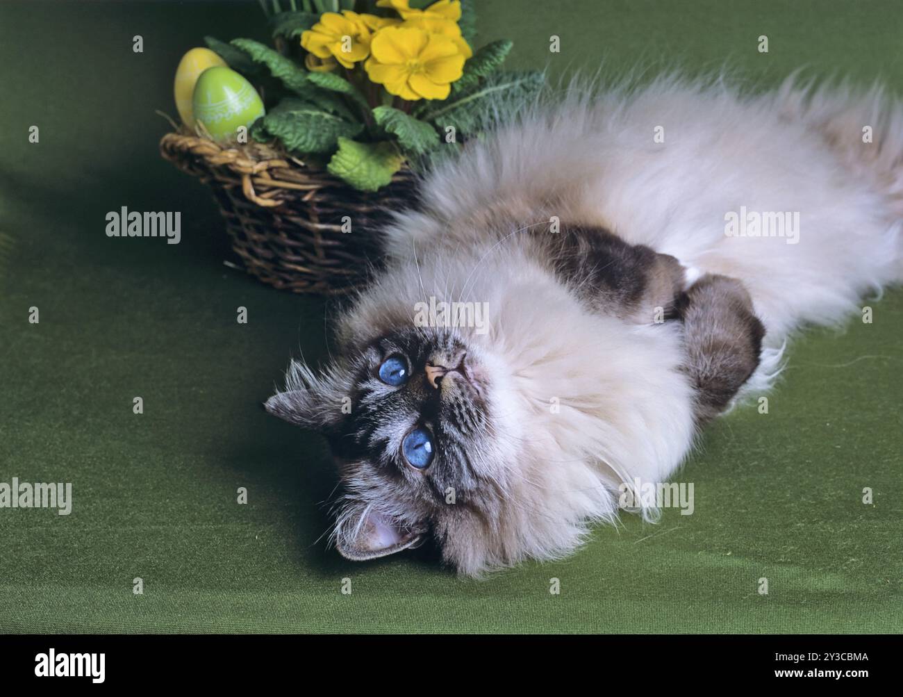 Saint Birman, seal-tabby-point, female cat Stock Photo - Alamy