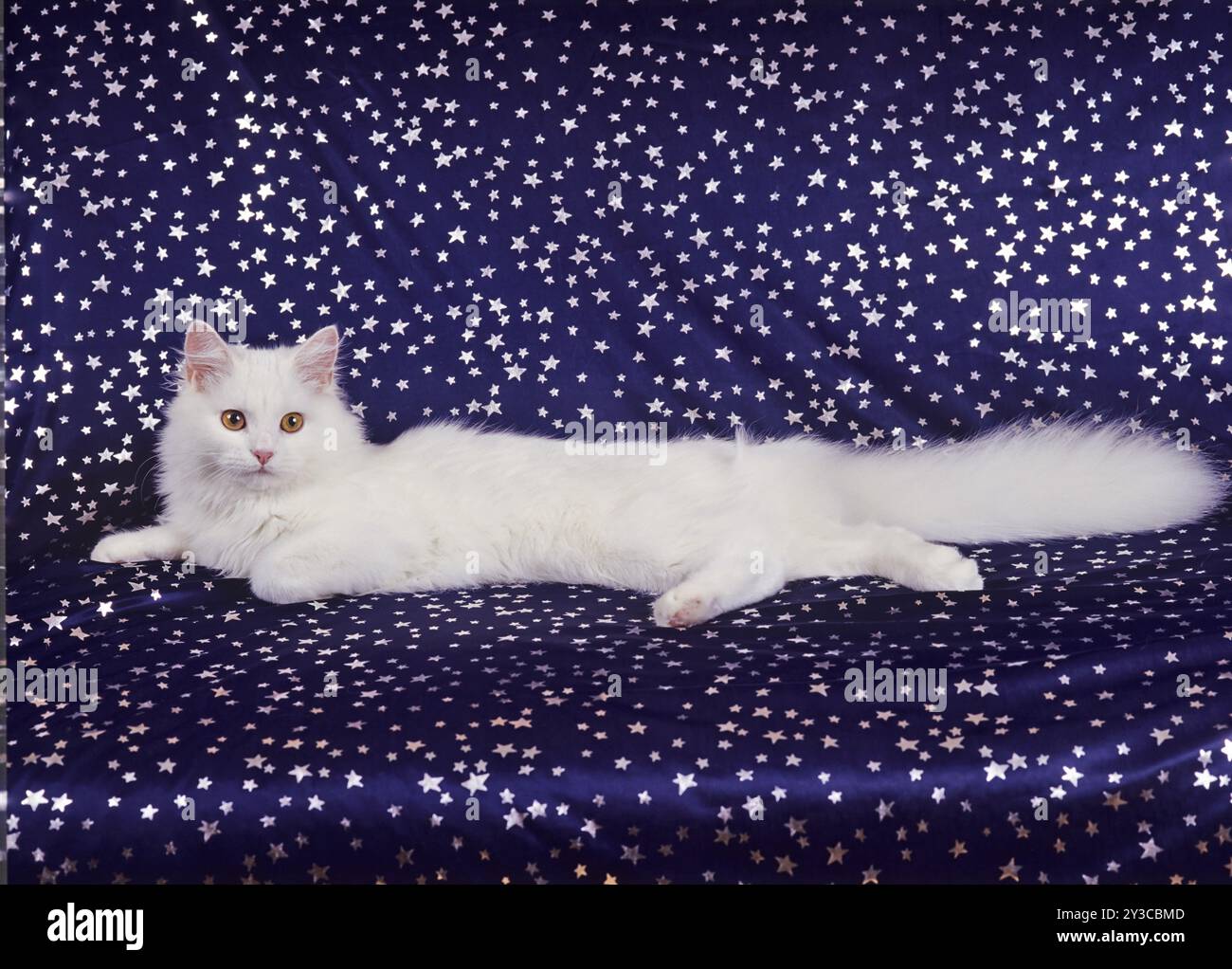 Turkish Angora, white, white, female, six months old, angoracat Stock ...