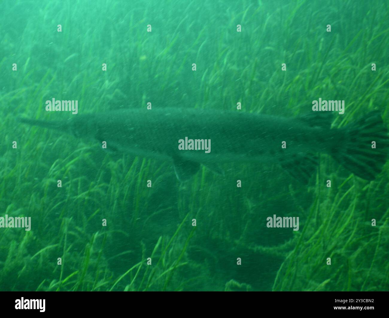 Longnose Gar (Lepisosteus osseus) Actinopterygii Stock Photo - Alamy