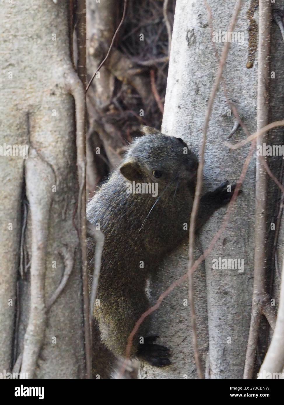 Taiwan Squirrel (Callosciurus erythraeus thaiwanensis) Mammalia Stock ...