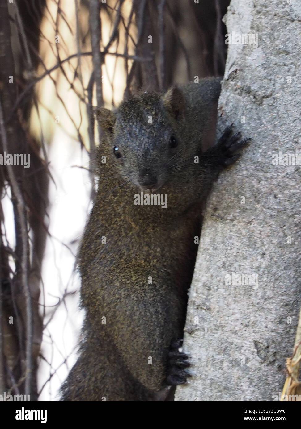 Taiwan Squirrel (Callosciurus erythraeus thaiwanensis) Mammalia Stock ...