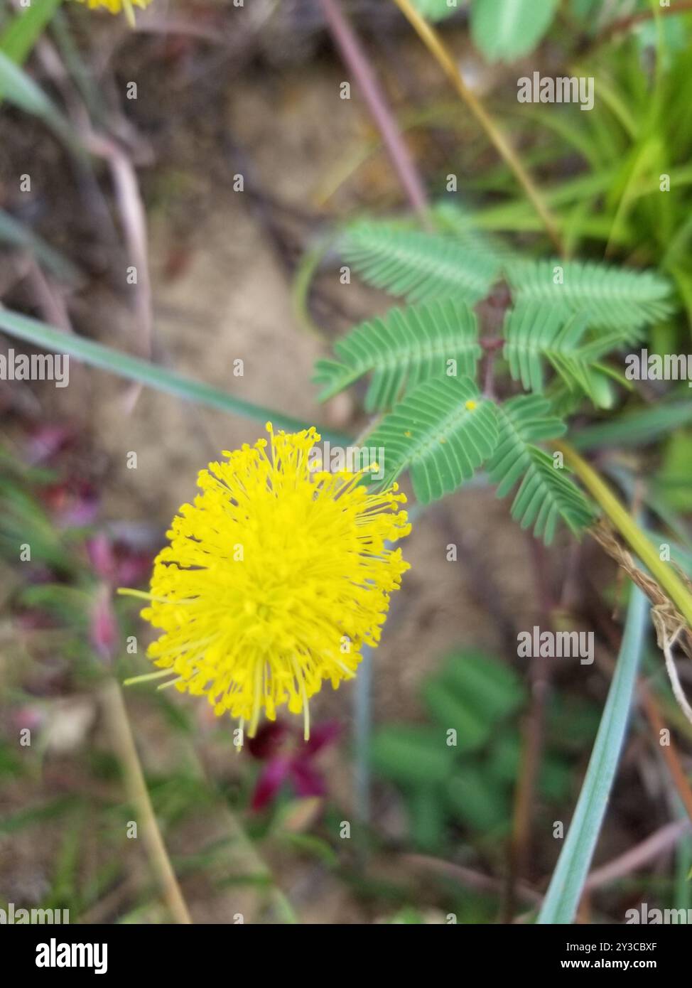Yellow Puff (Neptunia lutea) Plantae Stock Photo - Alamy