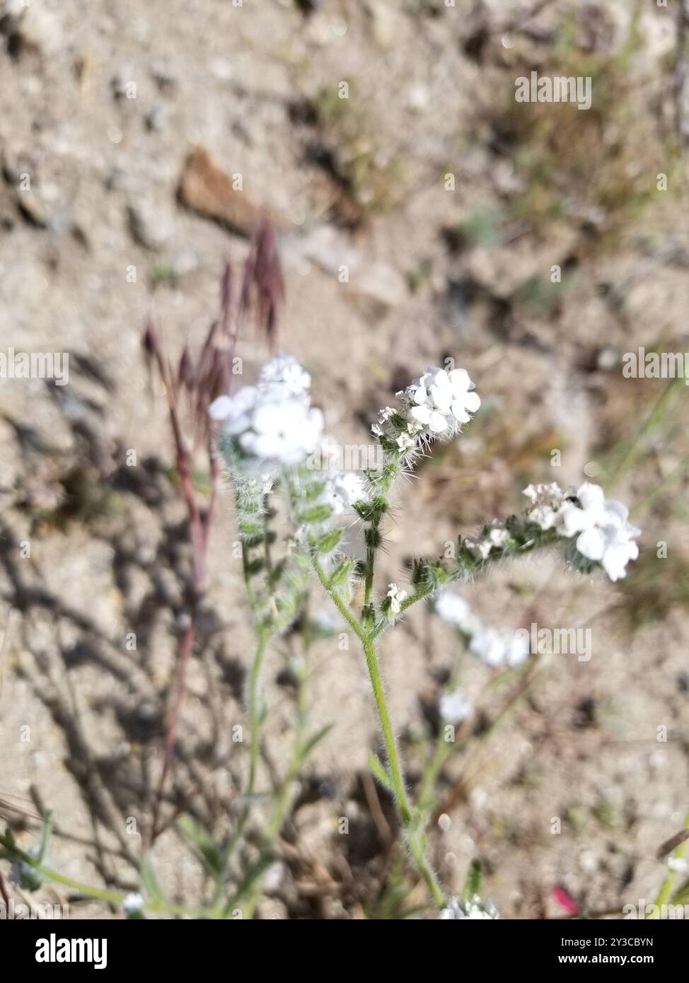 Clearwater cryptantha (Cryptantha intermedia) Plantae Stock Photo - Alamy