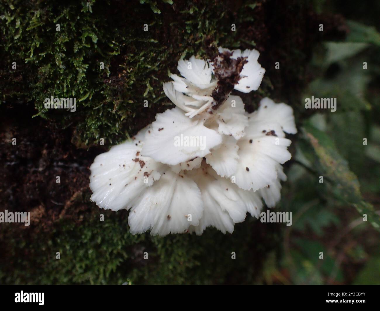(Cotylidia diaphana) Fungi Stock Photo - Alamy