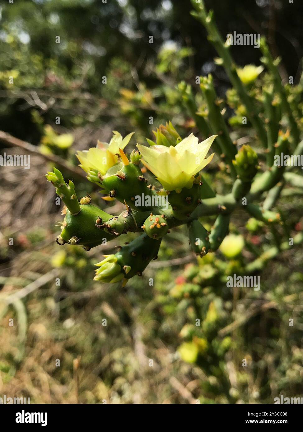 Christmas cholla (Cylindropuntia leptocaulis) Plantae Stock Photo - Alamy