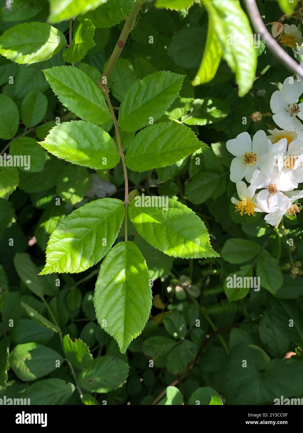 multiflora rose (Rosa multiflora) Plantae Stock Photo - Alamy