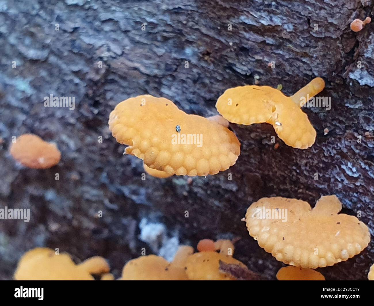 orange pore fungus (Favolaschia claudopus) Fungi Stock Photo - Alamy