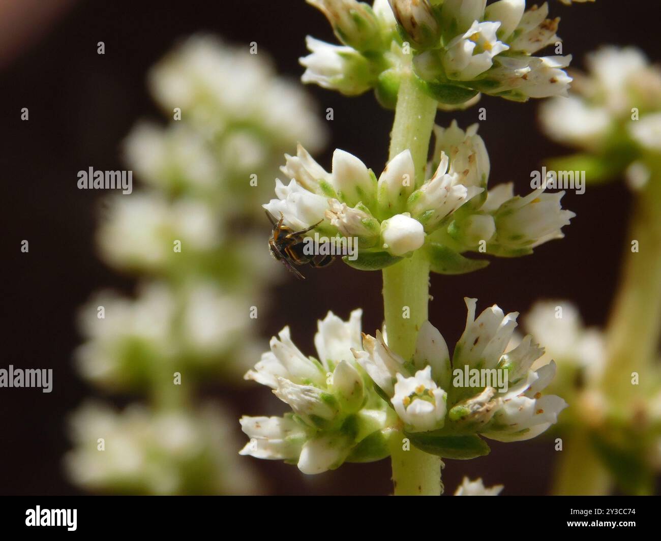 Stingless Bees (Meliponini) Insecta Stock Photo - Alamy