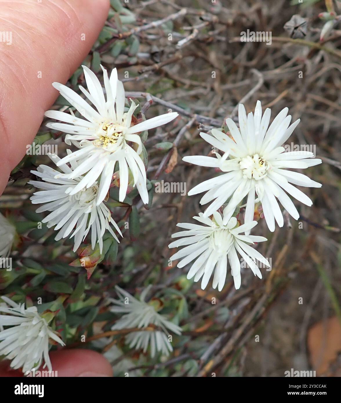 Lampranthus falcatus hi-res stock photography and images - Alamy