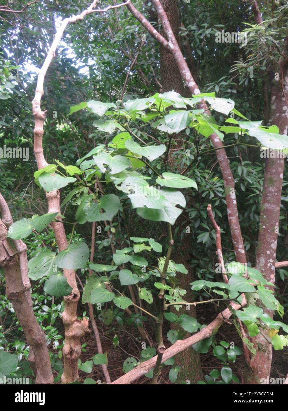 Kawakawa (Piper excelsum) Plantae Stock Photo - Alamy