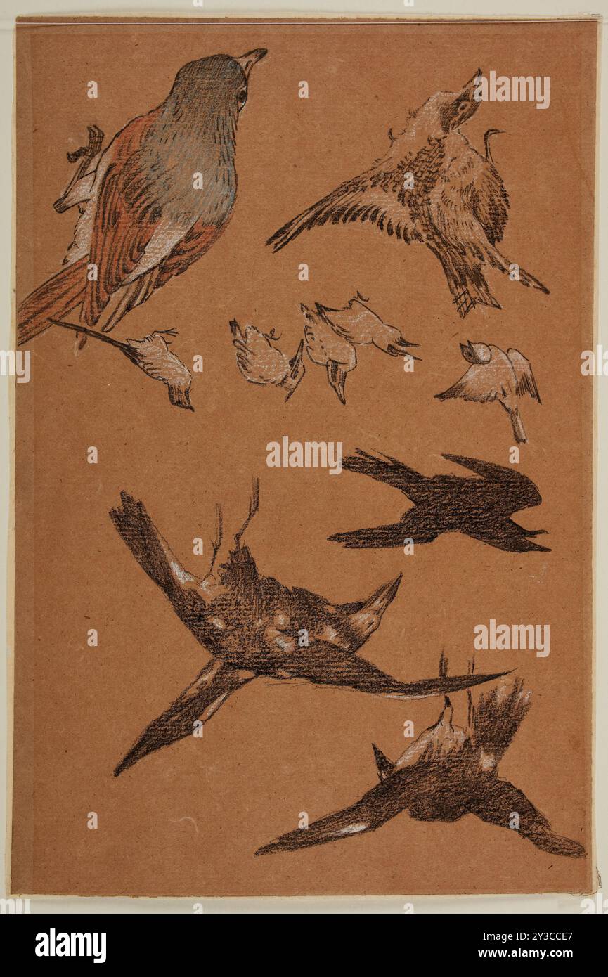 Love leading the Pilgrim - Study of Birds, Crows, Kingfishers, and ...