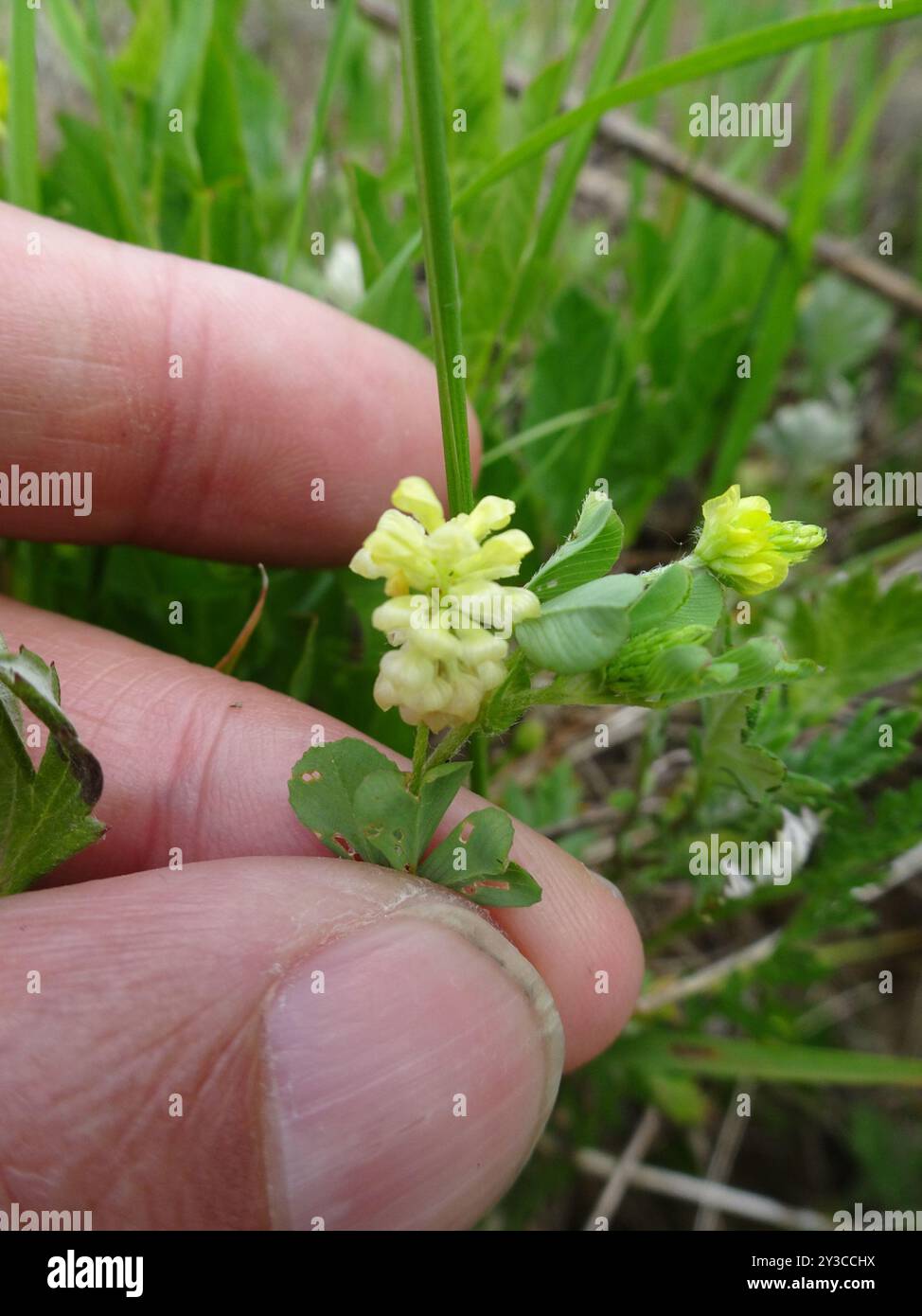 hop trefoil (Trifolium campestre) Plantae Stock Photo - Alamy