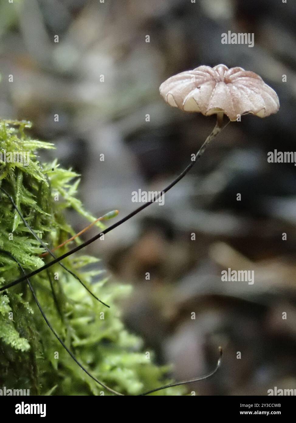 rainforest horsehair (Marasmius crinis-equi) Fungi Stock Photo - Alamy