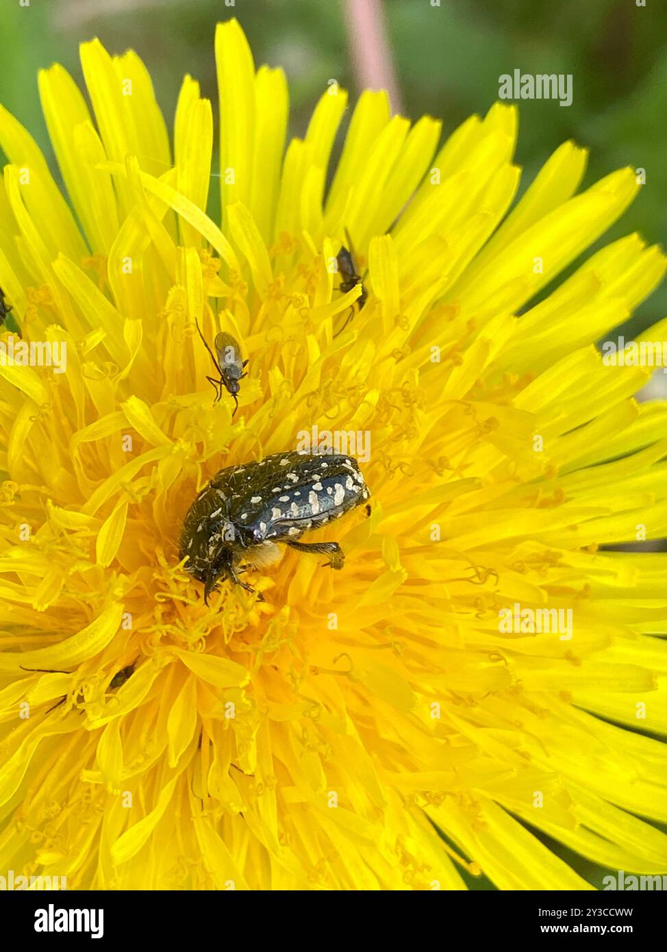 Mediterranean Spotted Chafer (Oxythyrea funesta) Insecta Stock Photo ...