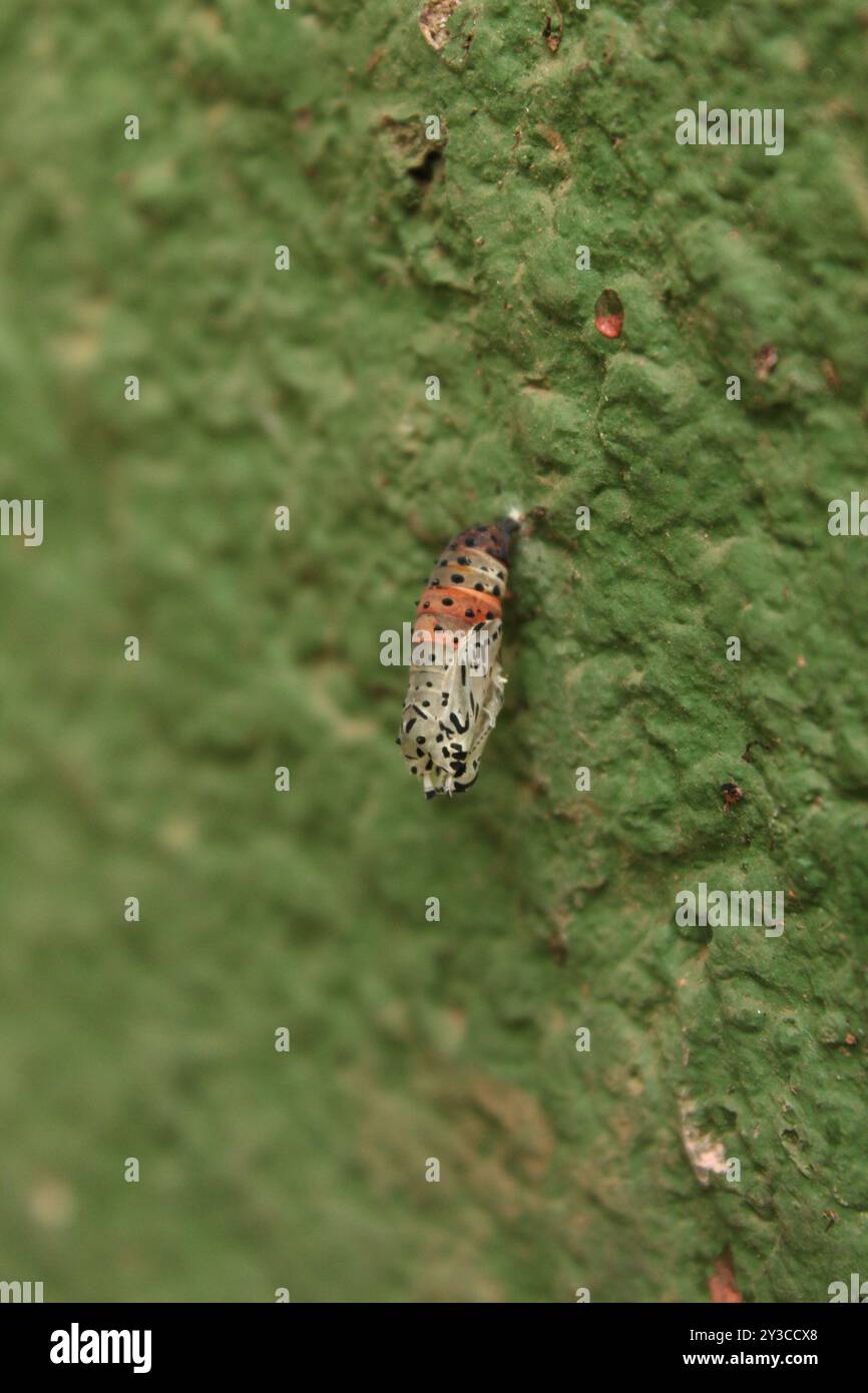 Crimson Patch (Chlosyne janais) Insecta Stock Photo - Alamy