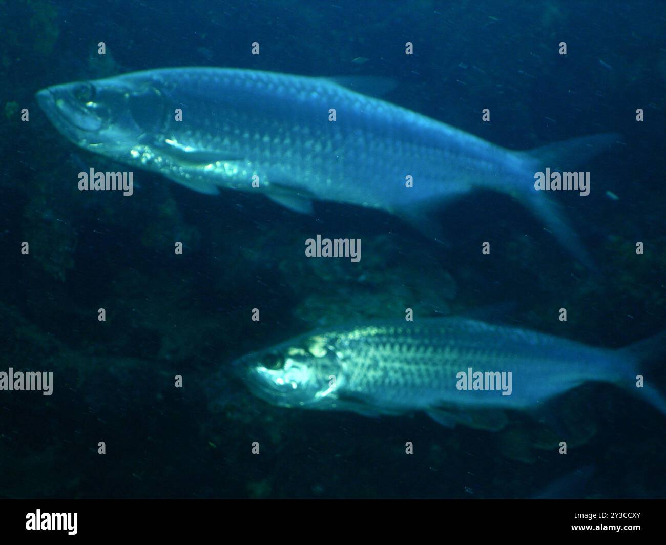 Atlantic Tarpon (Megalops atlanticus) Actinopterygii Stock Photo - Alamy